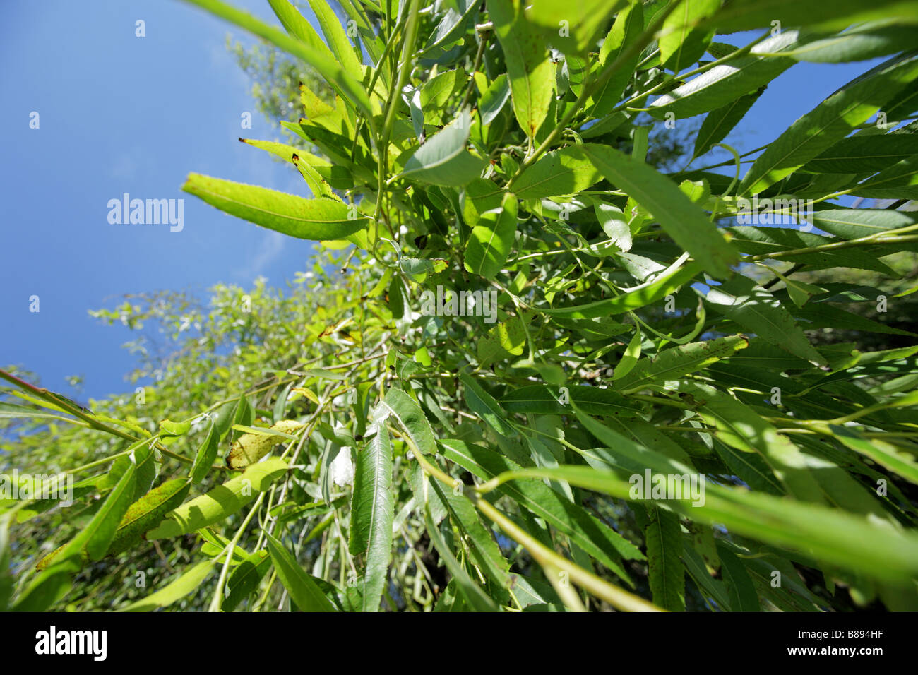 Abstract background of leaves hanging from tree branches Stock Photo ...