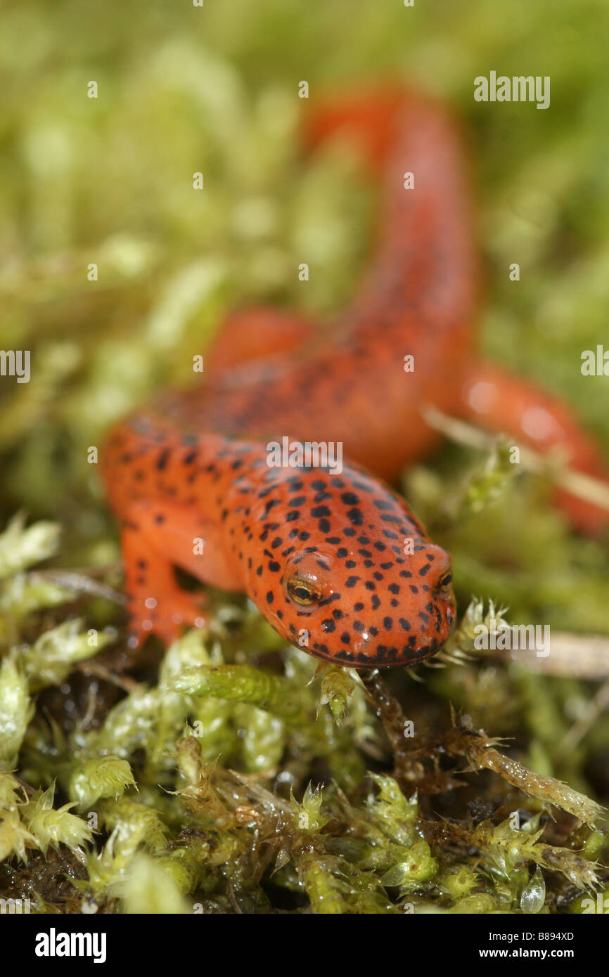 Red triton hi-res stock photography and images - Alamy