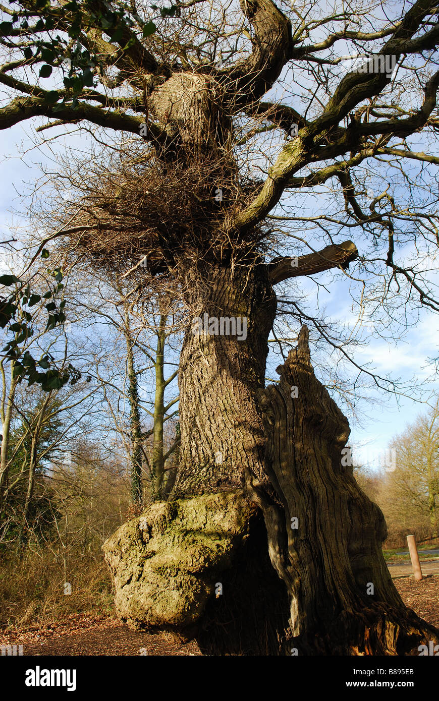 Parliament Oak Tree Nottinghamshire England Stock Photo - Alamy