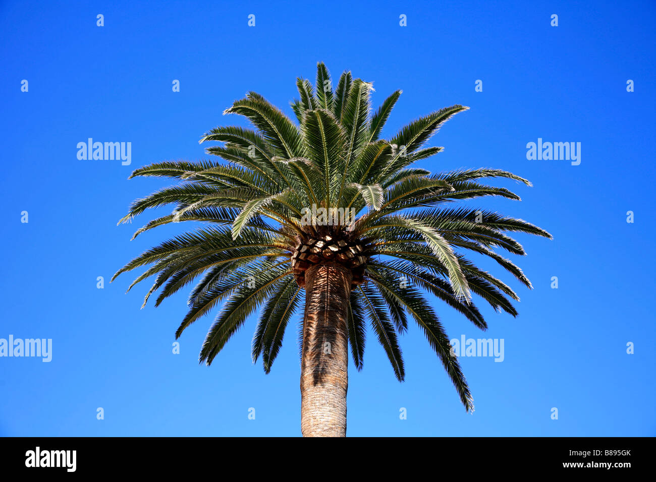 Palm Tree in a blue sky hot sunny climate summer scenes beautiful ...
