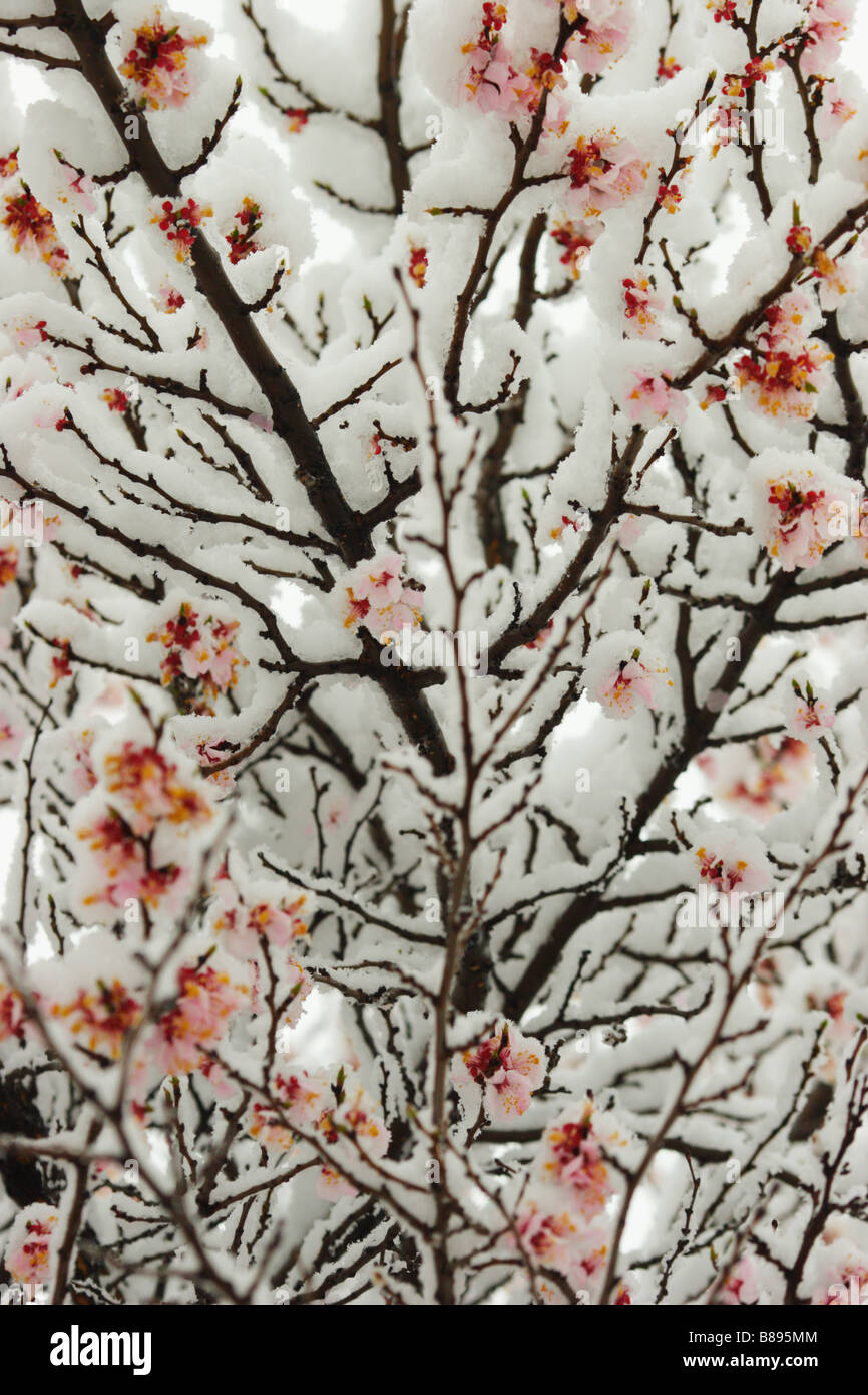 Sakura in snow Stock Photo - Alamy