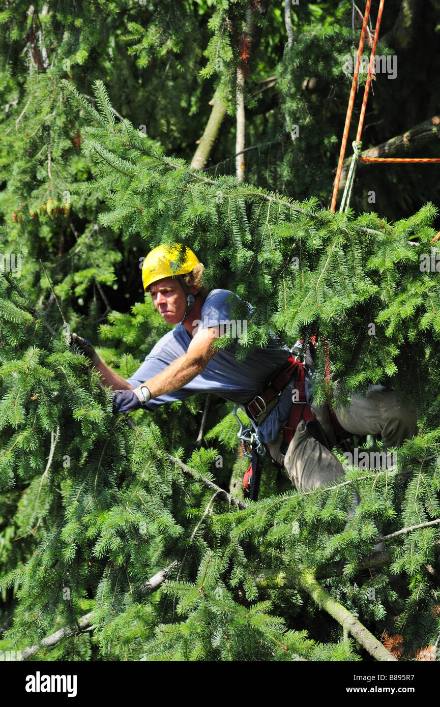 Lumberjack surgeon hi-res stock photography and images - Alamy