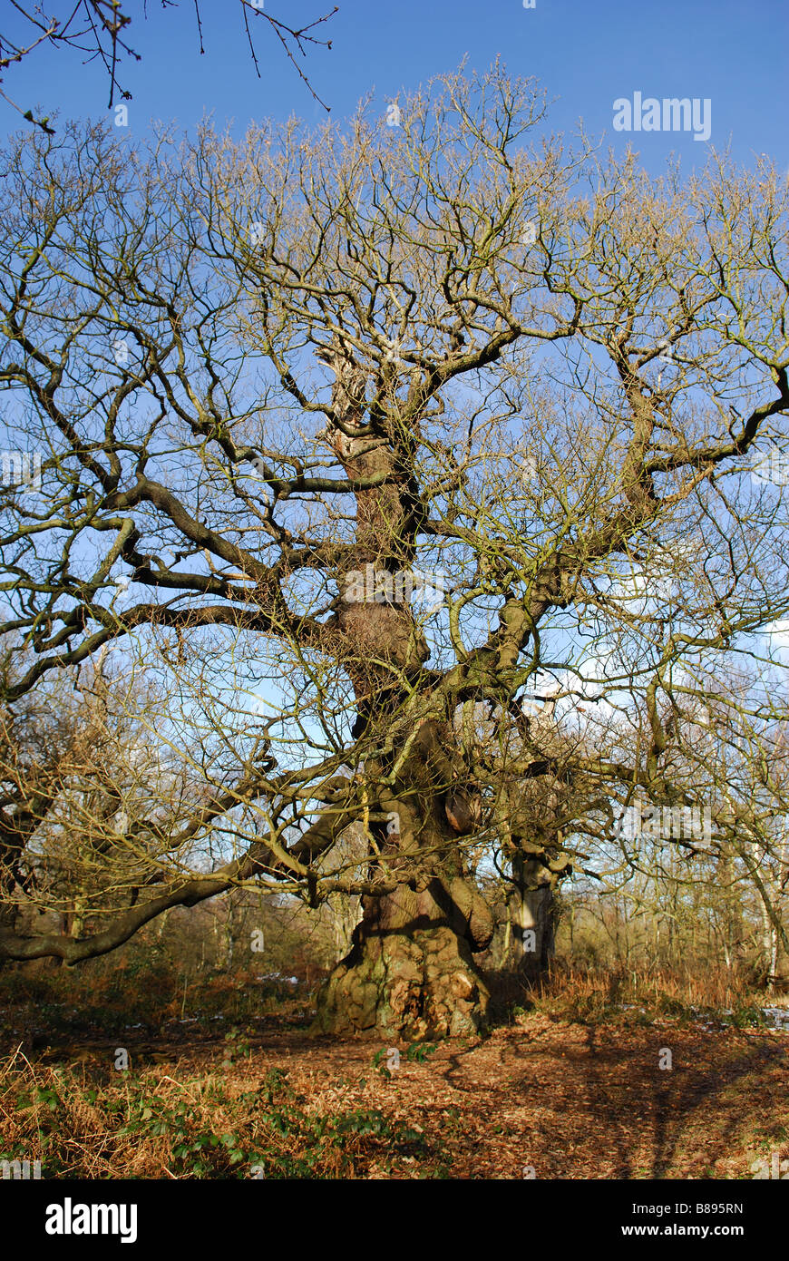 Oak Tree Sherwood Forest Nottinghamshire Stock Photo - Alamy