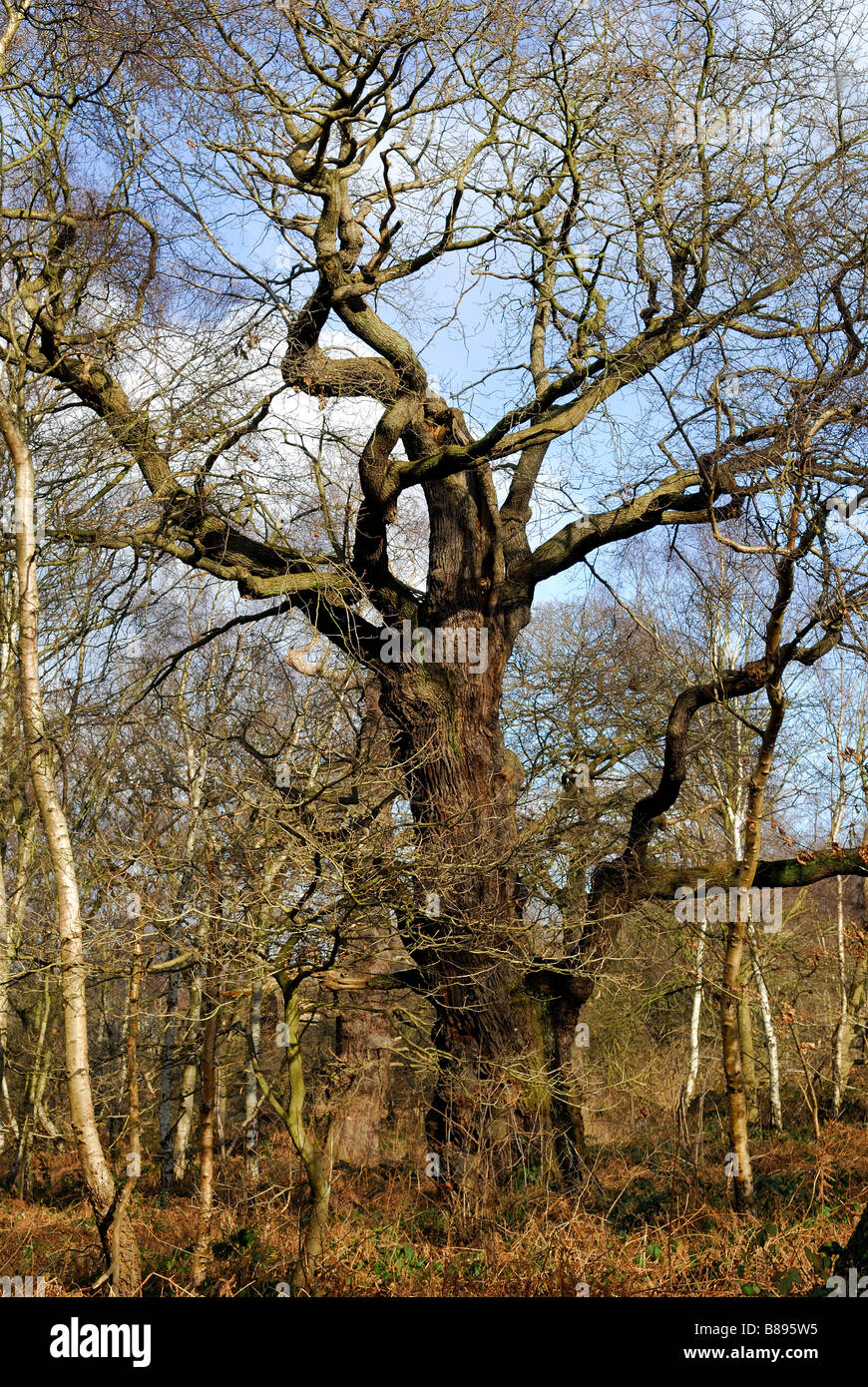 Oak Tree Sherwood Forest Nottinghamshire Stock Photo - Alamy
