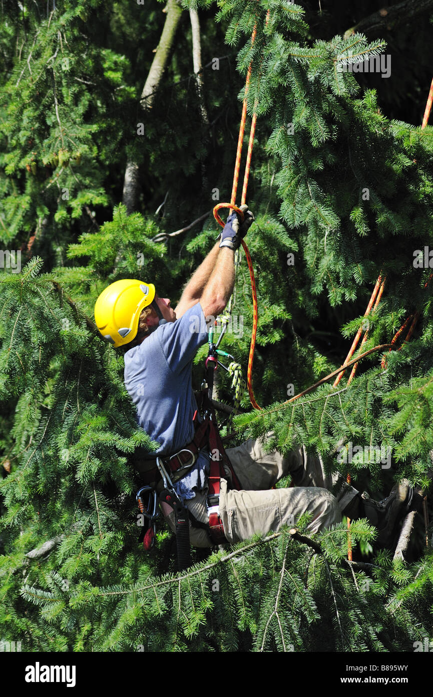 Lumberjack surgeon hi-res stock photography and images - Alamy