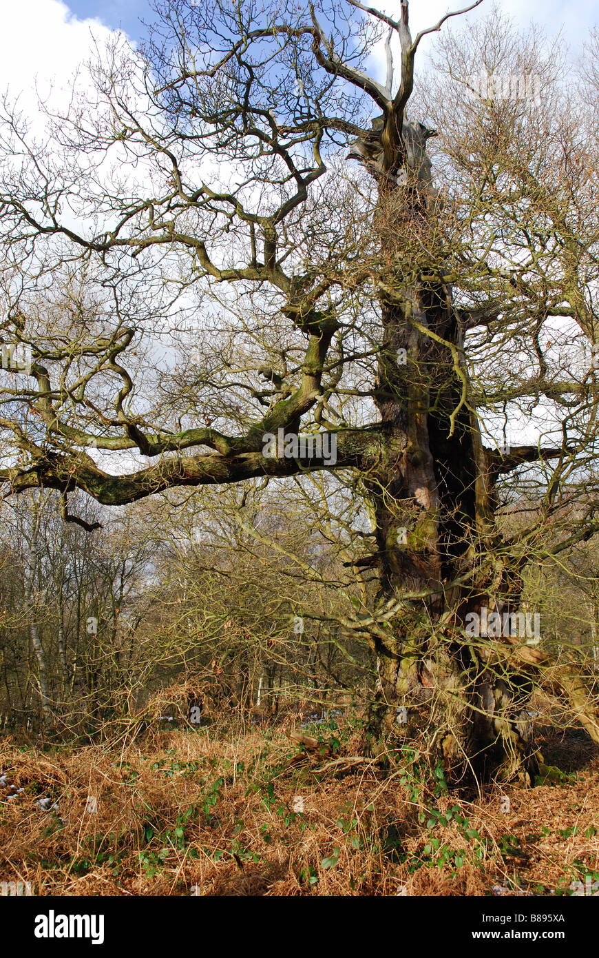 Sherwood Forest Nottinghamshire.Ancient Oak Tree Stock Photo - Alamy