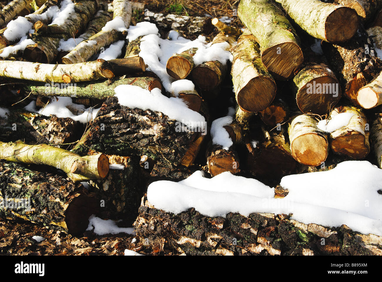 Tree Logs Stacked Stock Photo - Alamy