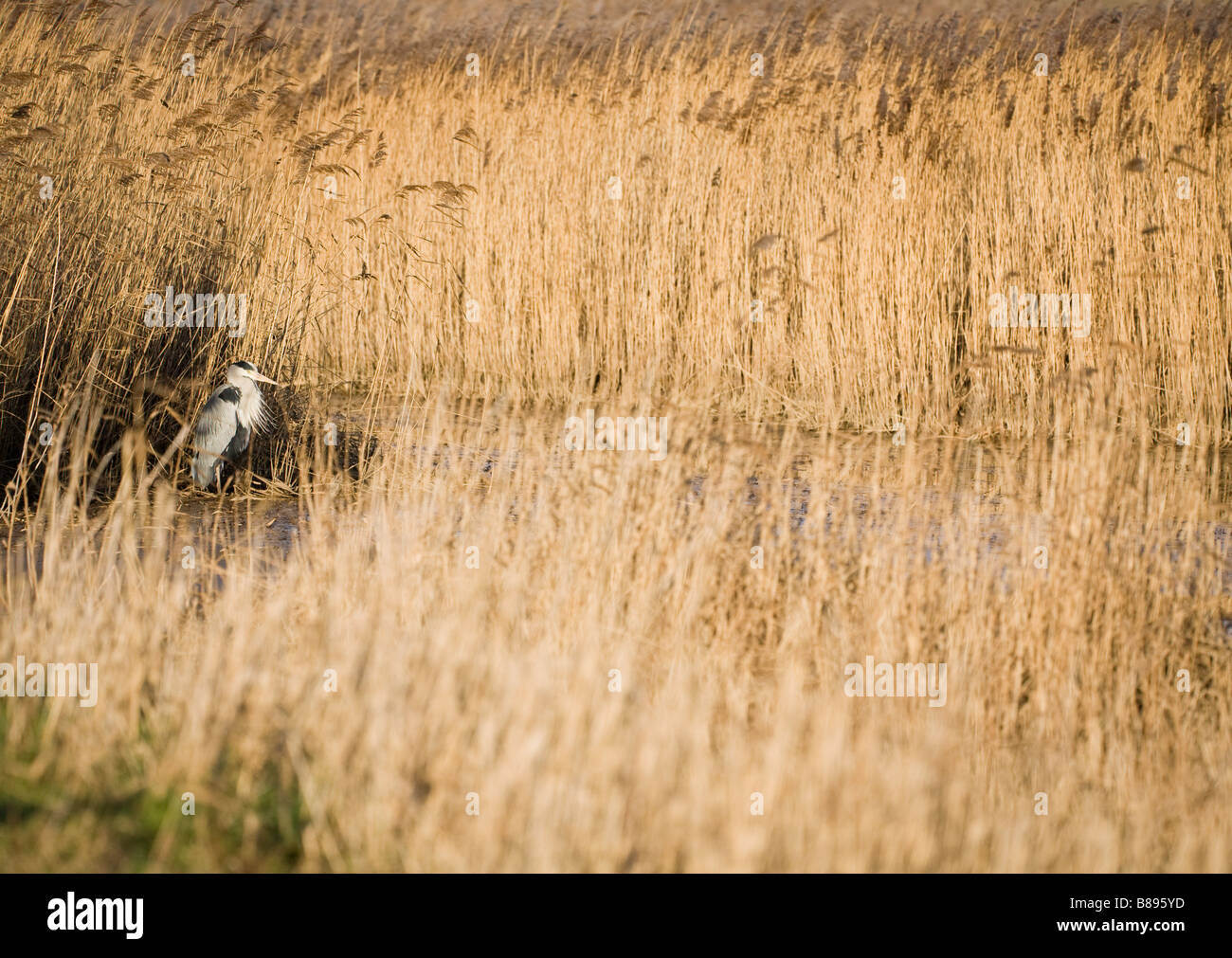 Reeds river bank riverbank hi-res stock photography and images - Alamy