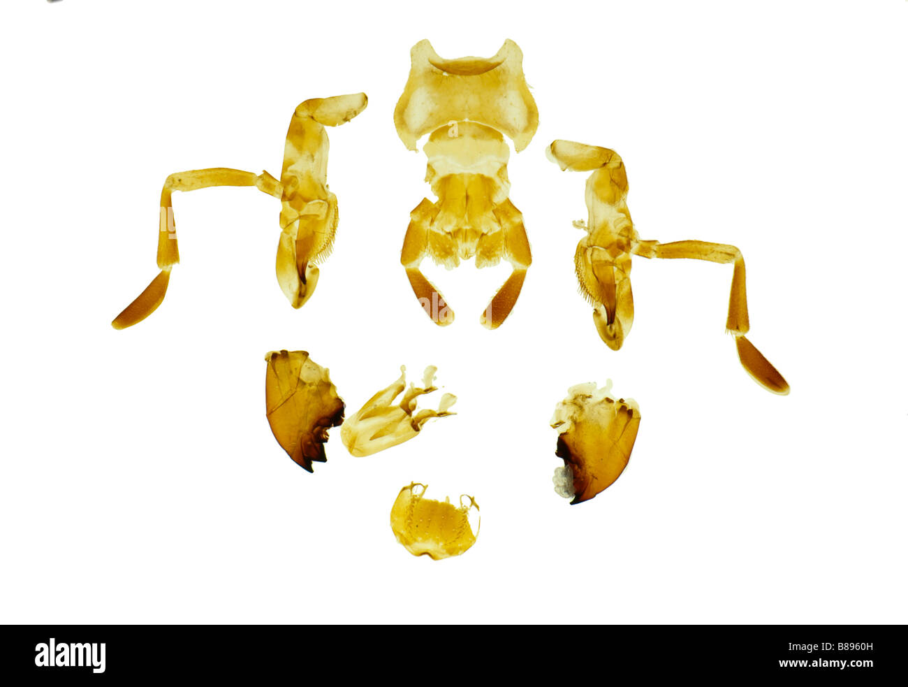 American Cockroach (Periplantea americana) mouthparts Stock Photo - Alamy