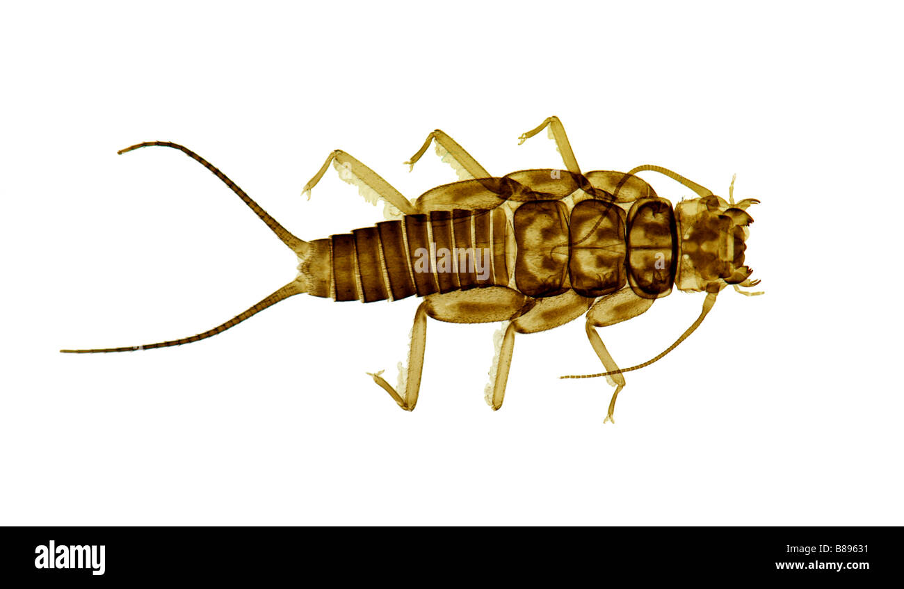 Stonefly Larvae Identification