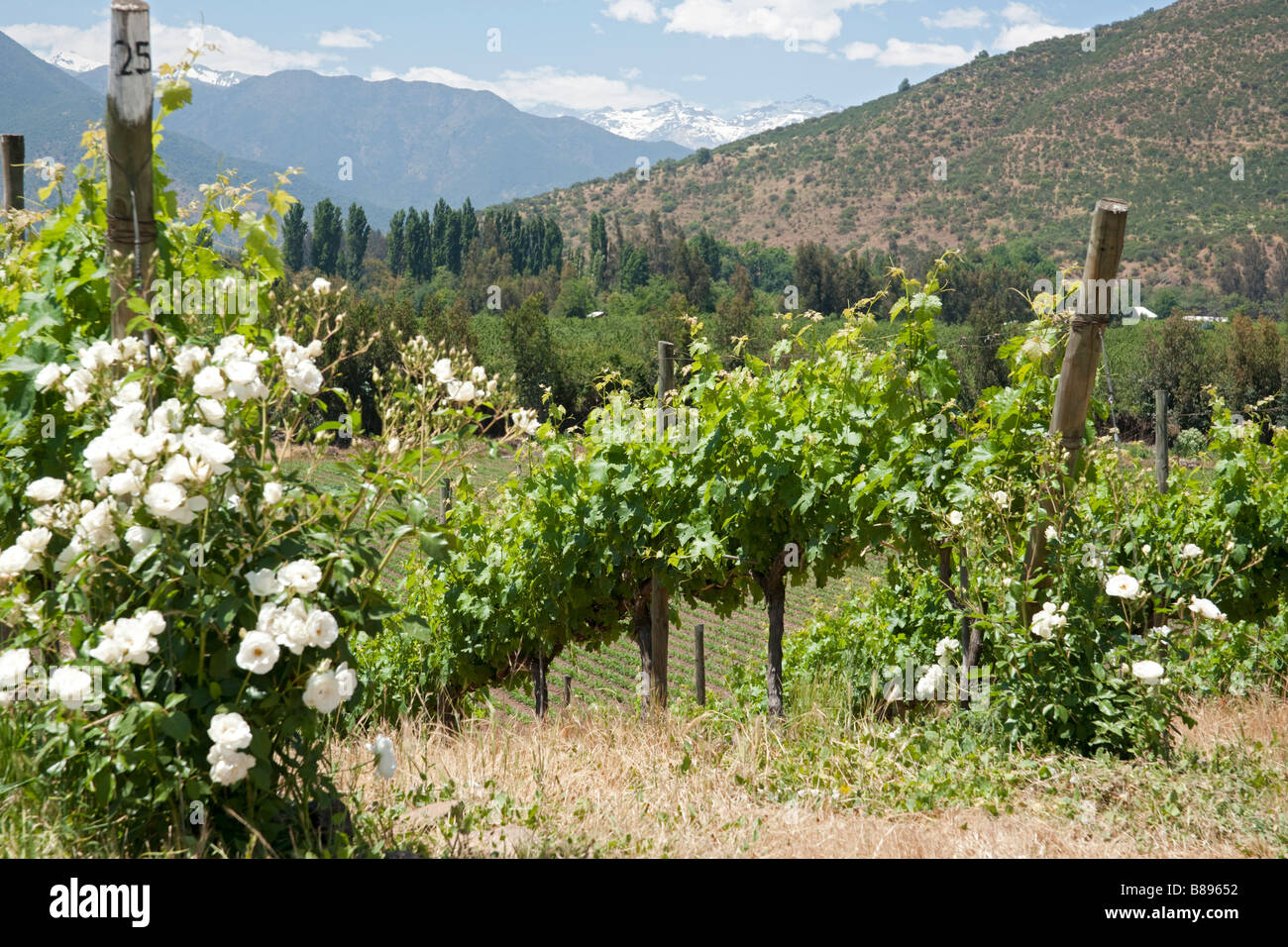 Torreon de Paredes vineyard, Rengo, Chile Stock Photo - Alamy