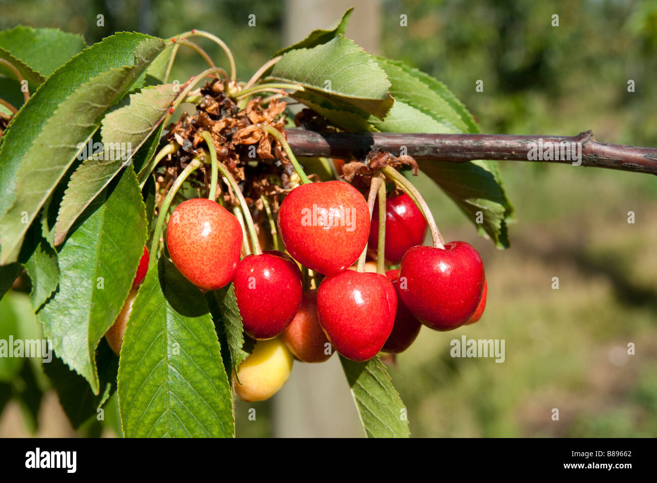 Sun chile hi-res stock photography and images - Alamy