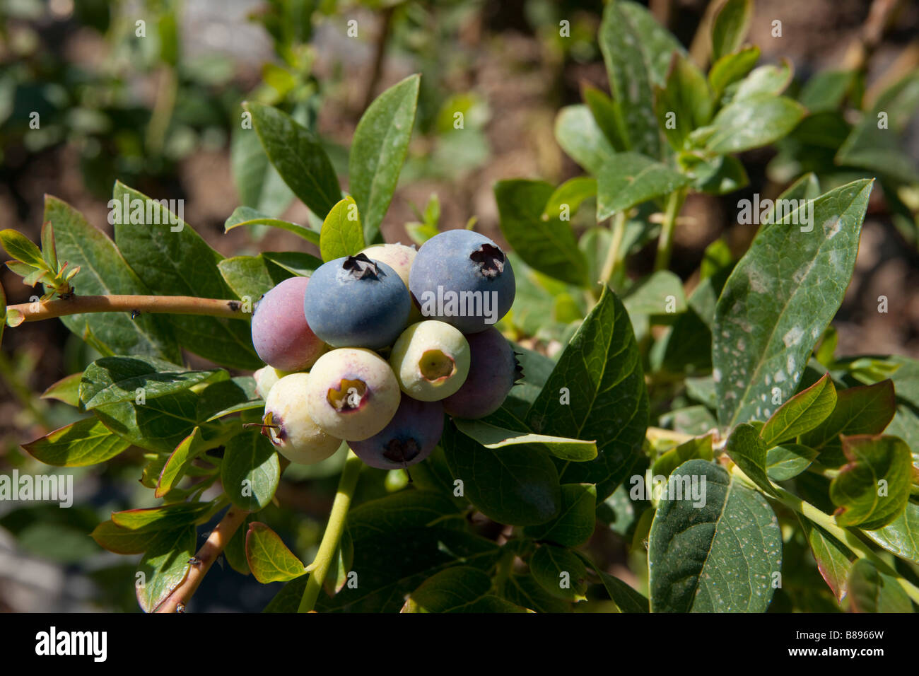 Blueberries rippening in the sun, Chile Stock Photo - Alamy