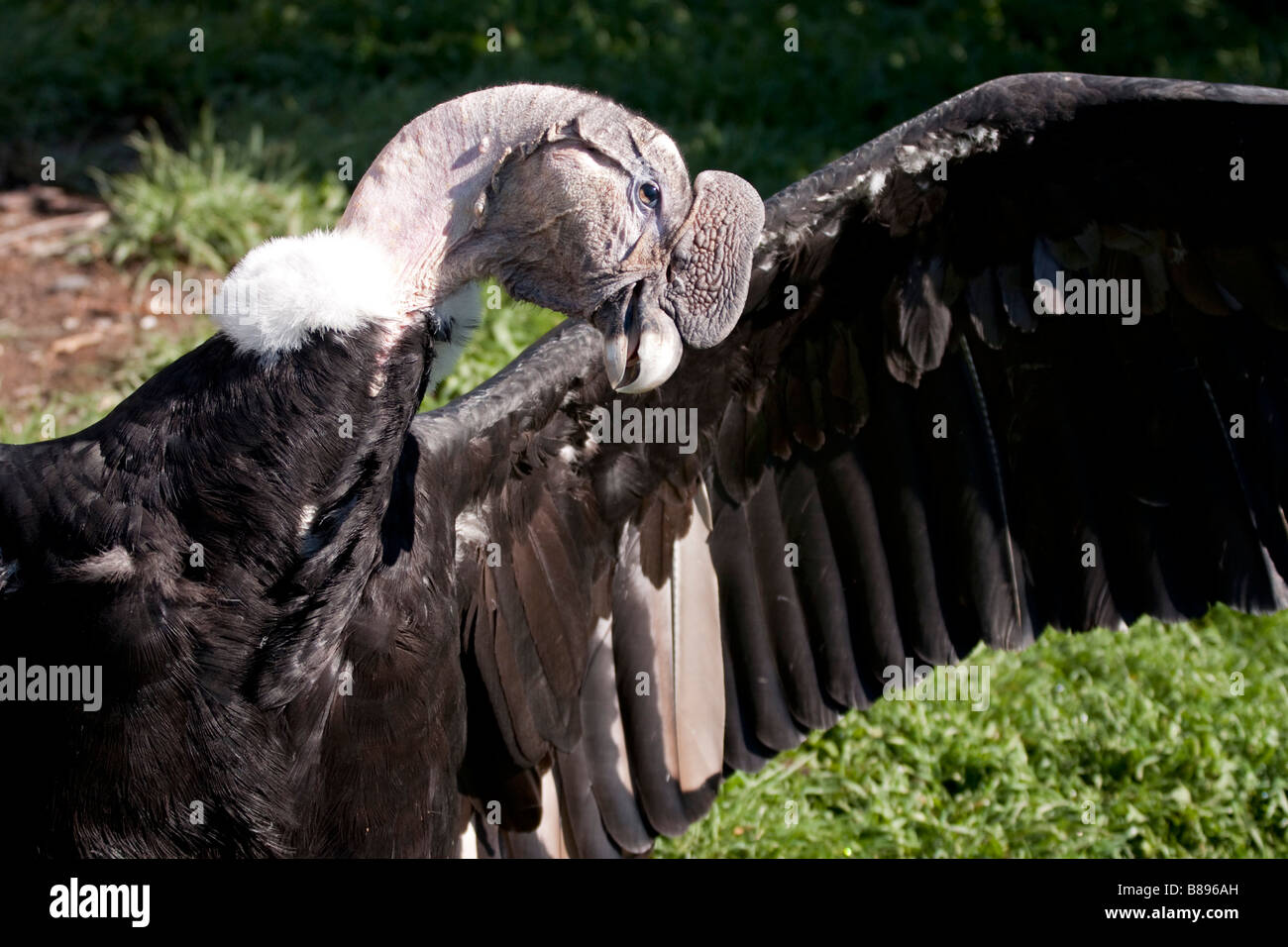 Andean condor chile hi-res stock photography and images - Alamy