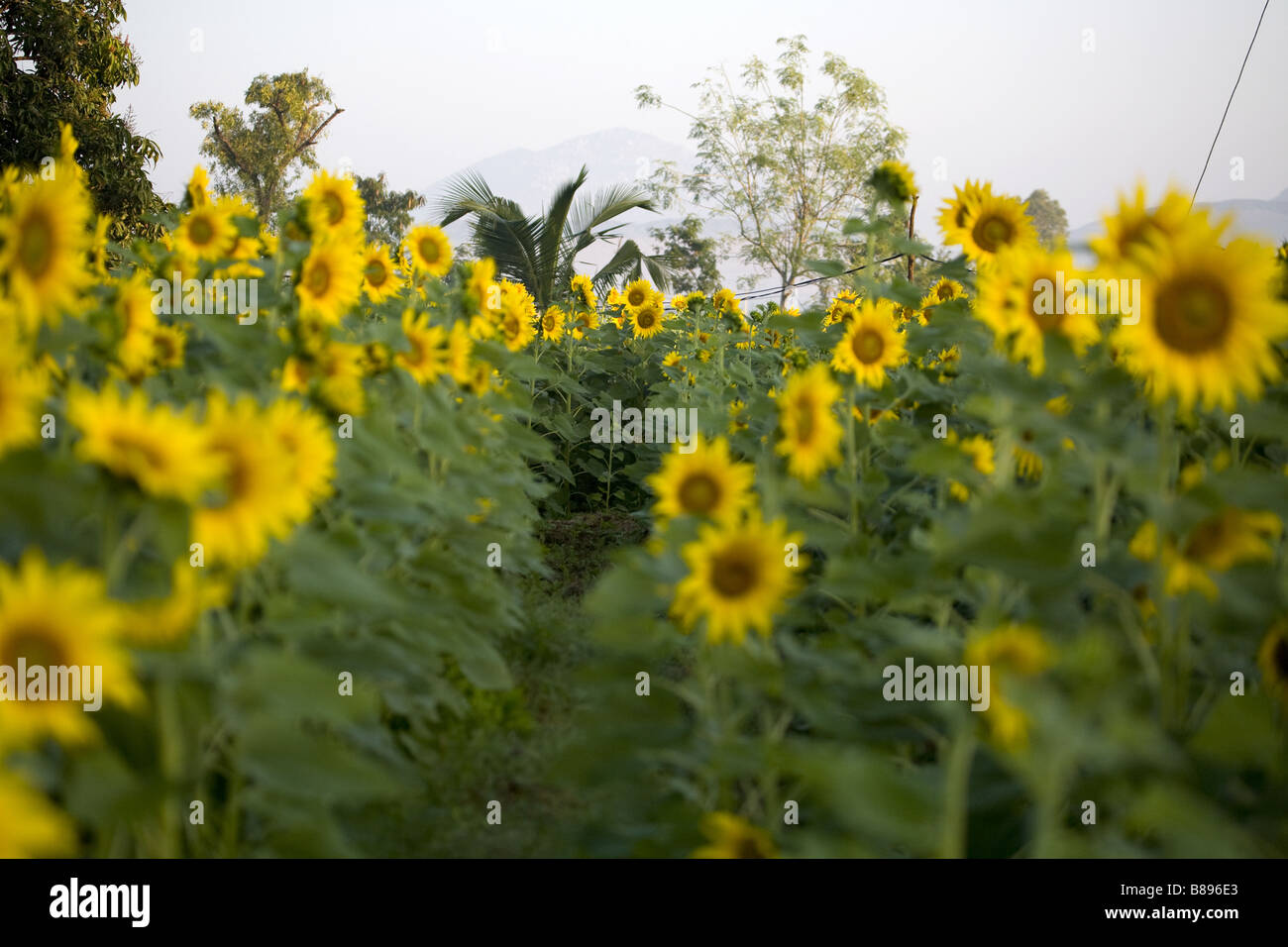 A field of sunflowers in India Stock Photo - Alamy