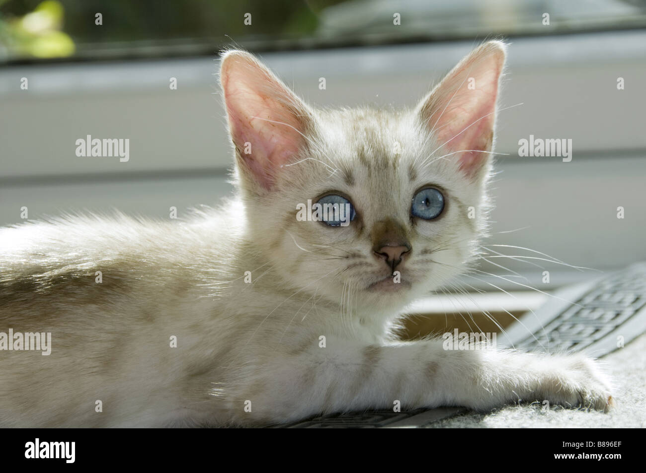 A snowy Bengal kitten playing on the floor Stock Photo - Alamy