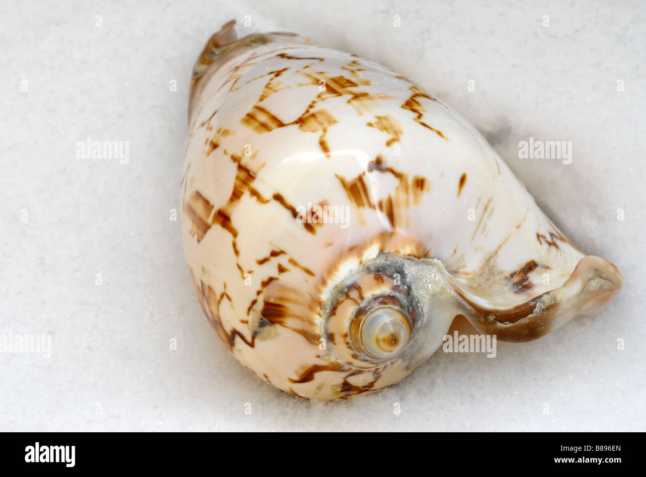 Seashell and white snow Stock Photo - Alamy
