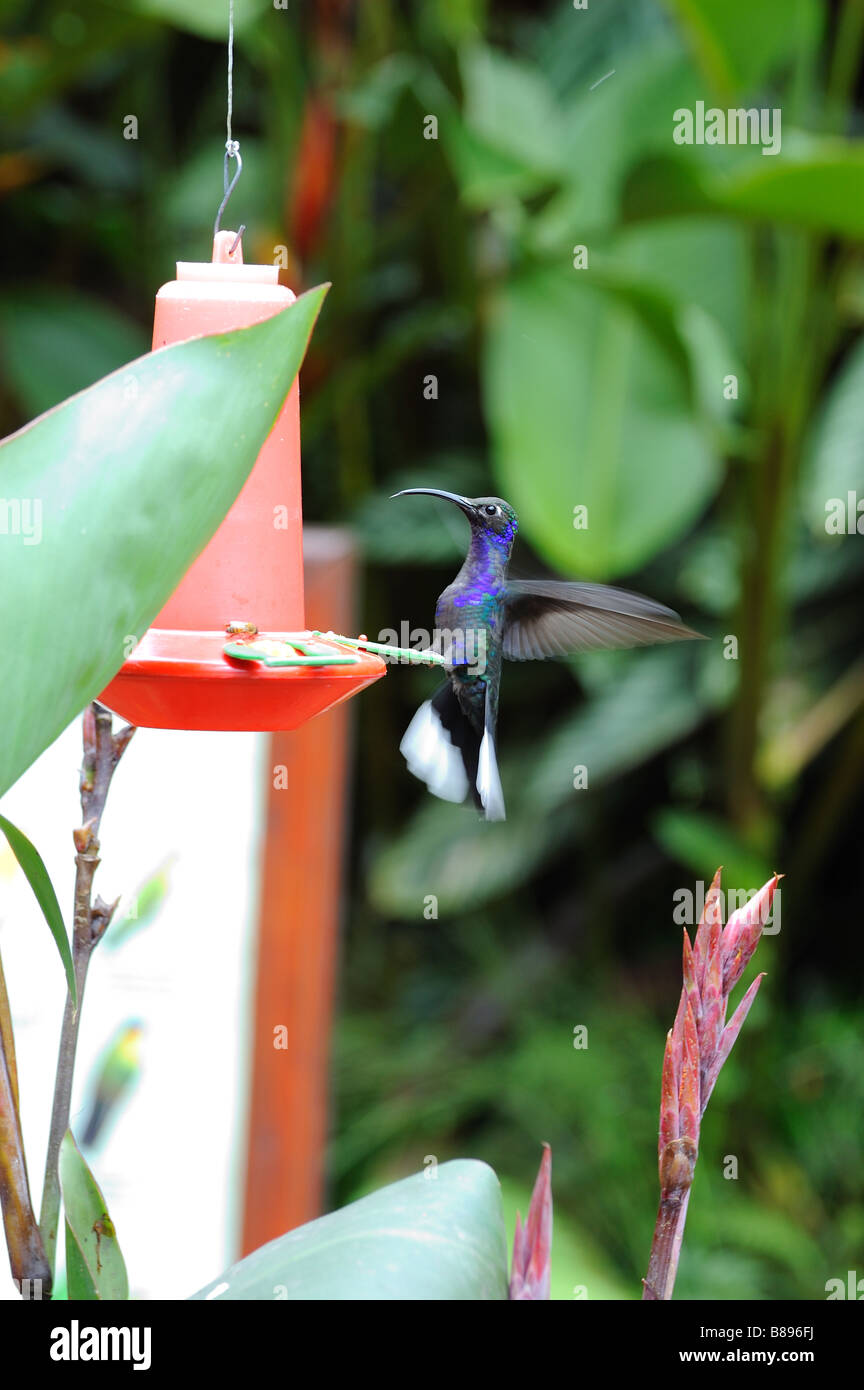 Violet sabrewing hi-res stock photography and images - Alamy