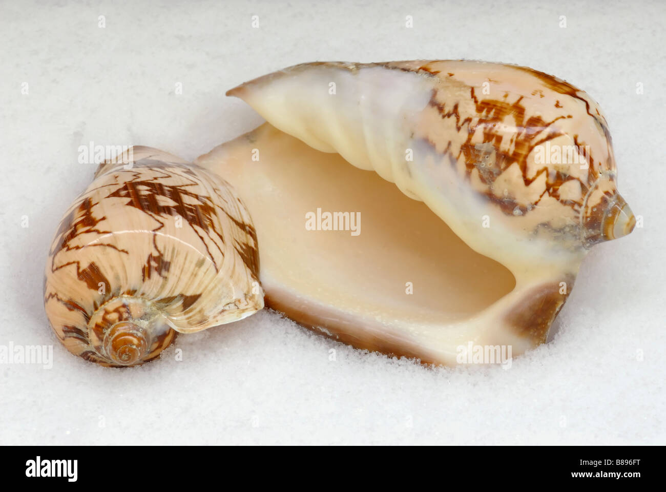 Two seashells on the white snow Stock Photo - Alamy