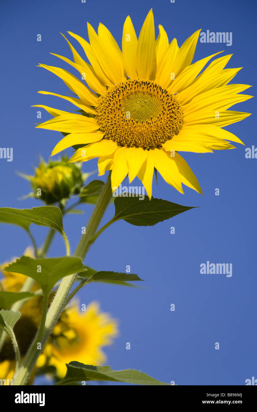 Fibonacci numbers in nature hi-res stock photography and images - Alamy
