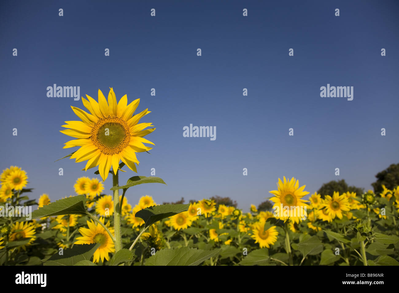 Indian sunflower seeds hi-res stock photography and images - Alamy