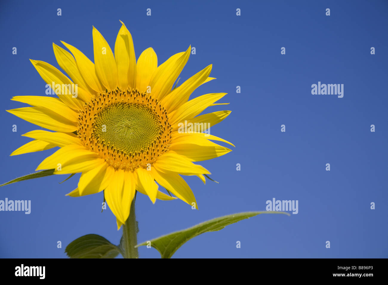Indian sunflower seeds hi-res stock photography and images - Alamy