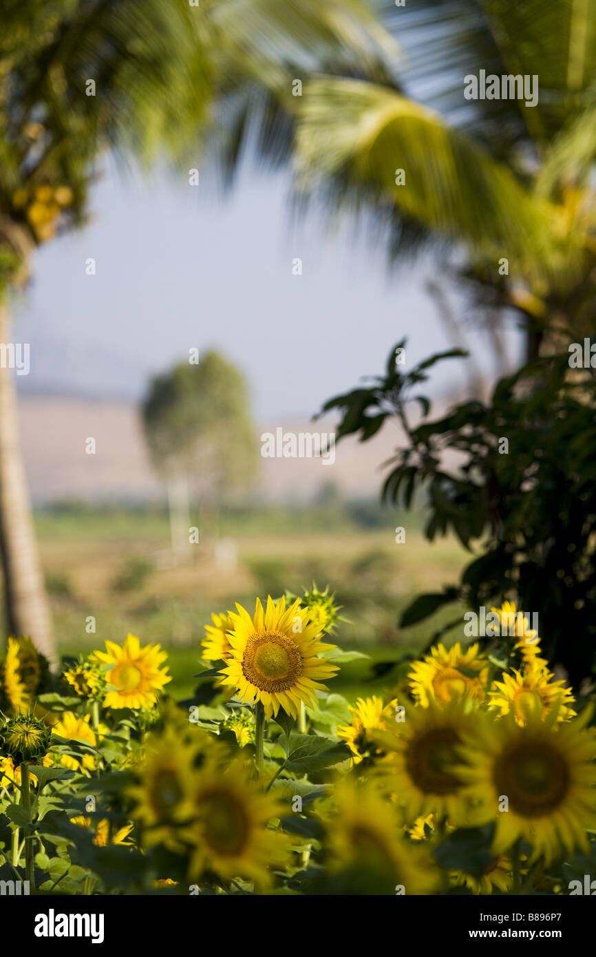 Indian ornamental trees hi-res stock photography and images - Alamy