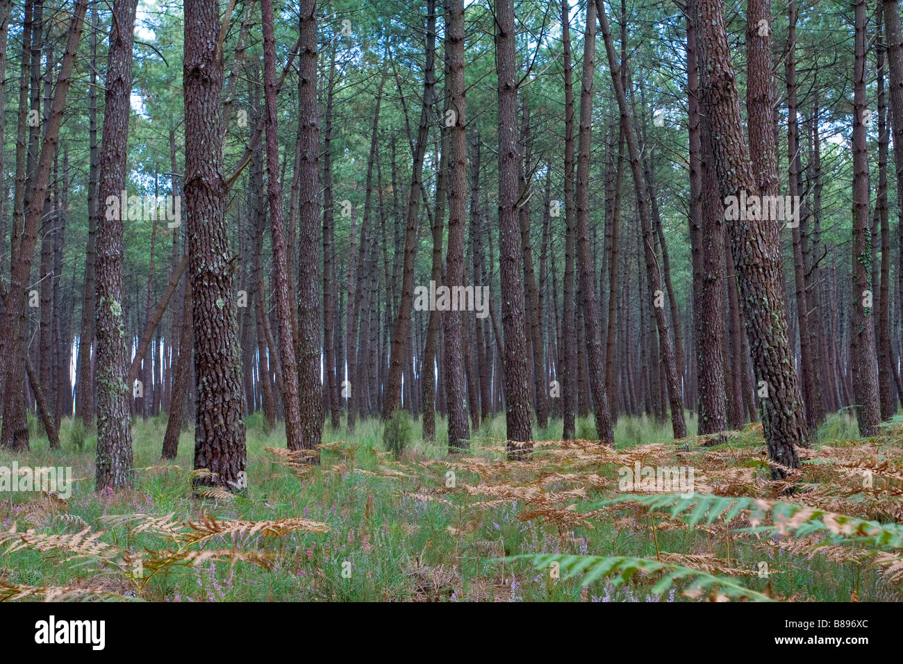 Pine trees forest Horizontal shot Color image Stock Photo - Alamy