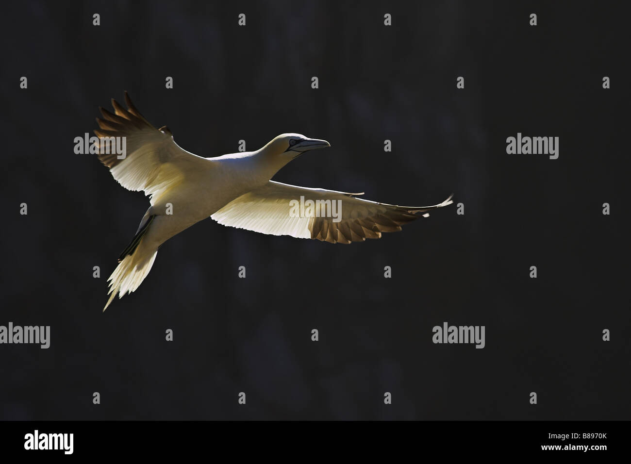 Northern gannet art hi-res stock photography and images - Alamy