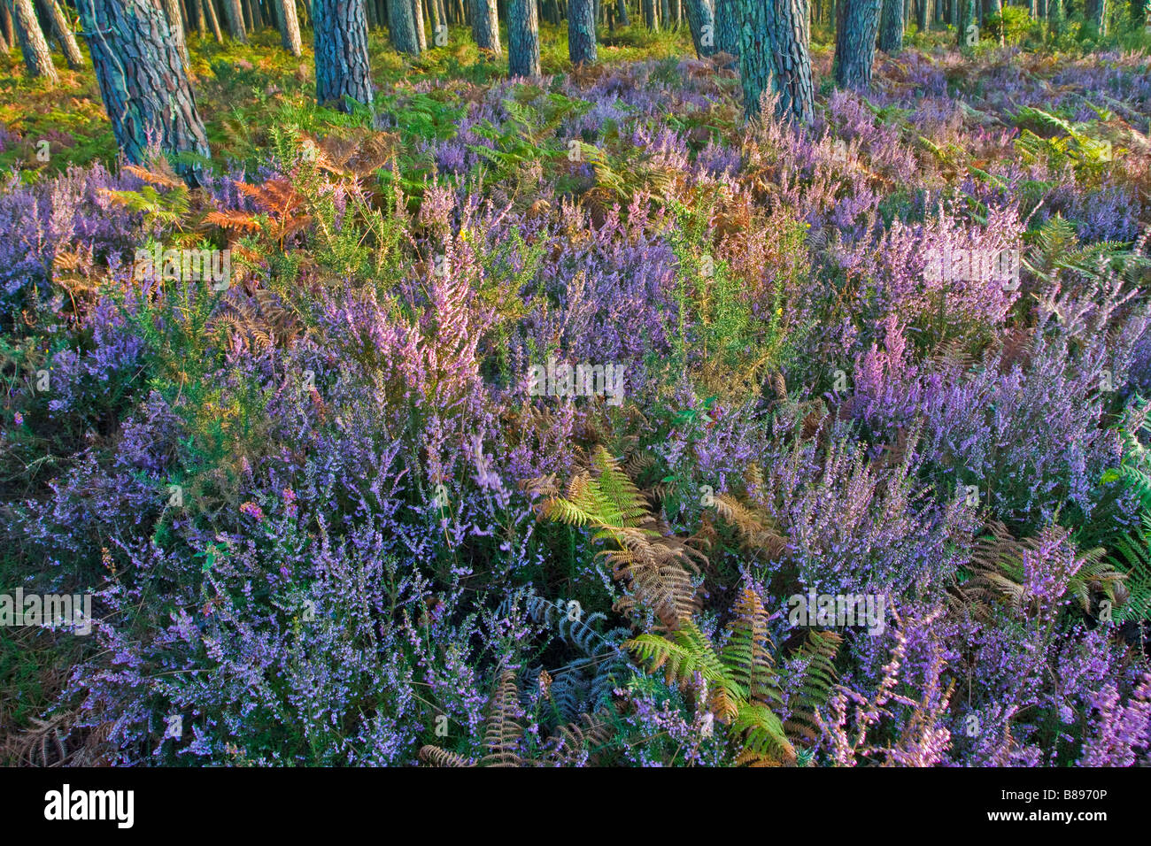 Heather flowers hi-res stock photography and images - Alamy