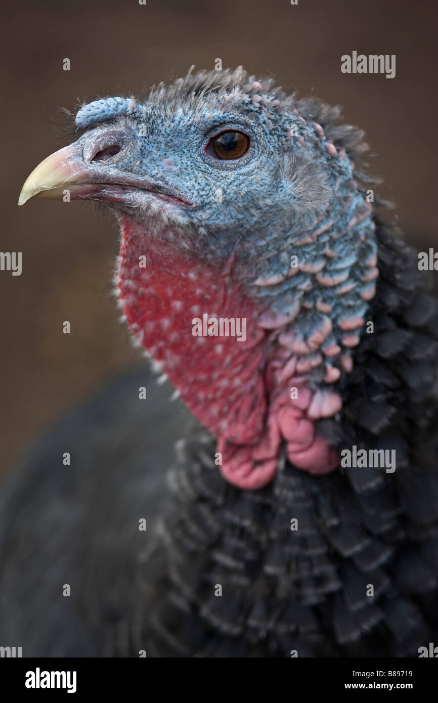 Guinea Fowl Bird High Resolution Stock Photography and Images - Alamy