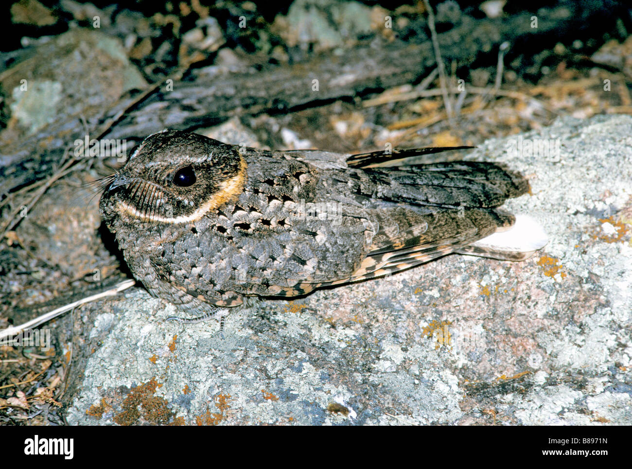 California insect camouflage hi-res stock photography and images - Alamy
