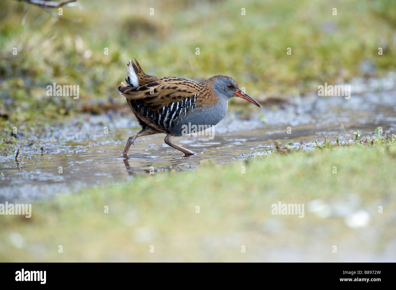 Water Rail (Rallus aquaticus Stock Photo - Alamy