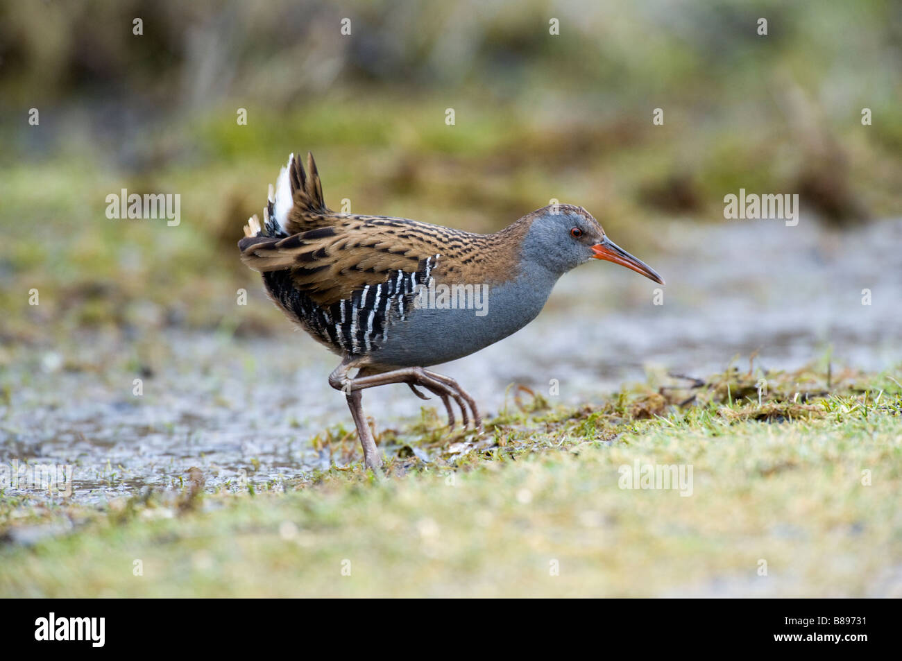 Water Rail (Rallus aquaticus Stock Photo - Alamy