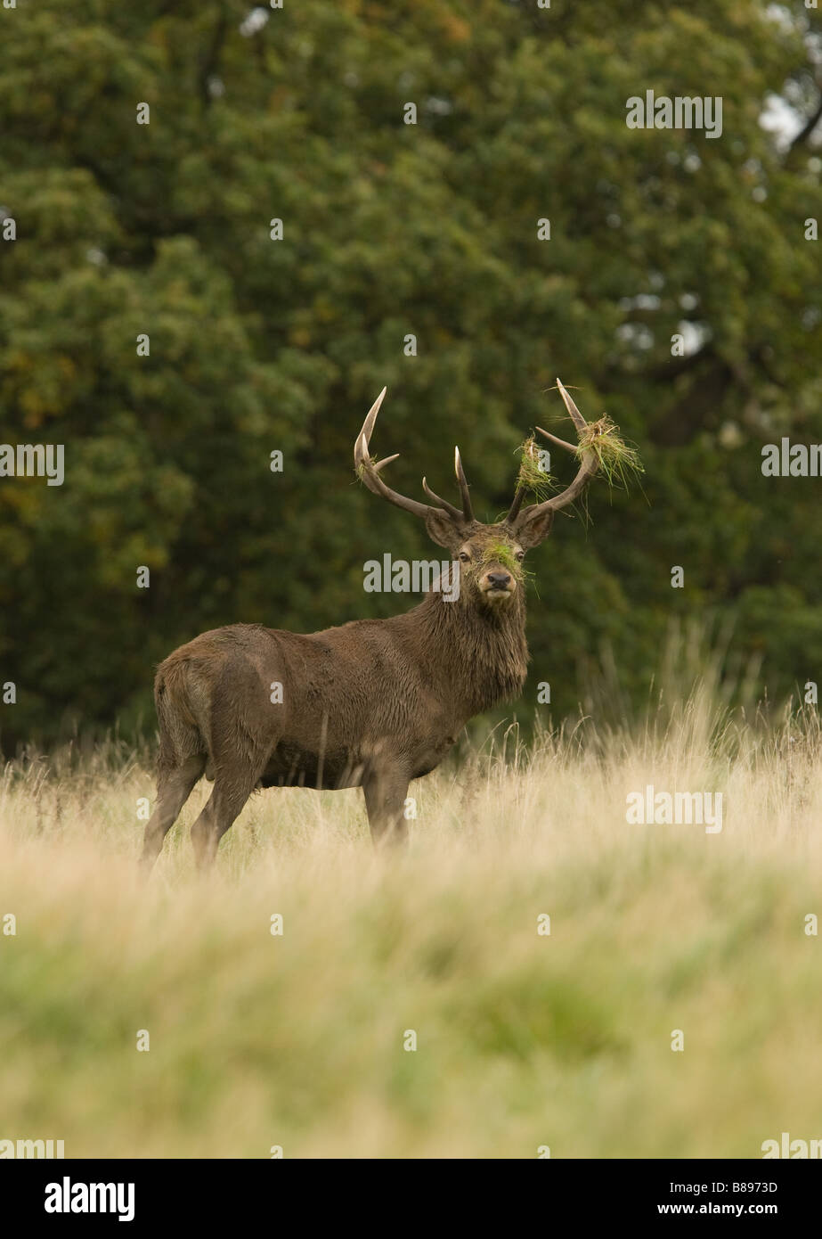 Red Deer stag with grass on antlers during the Rut in Tatton Park ...