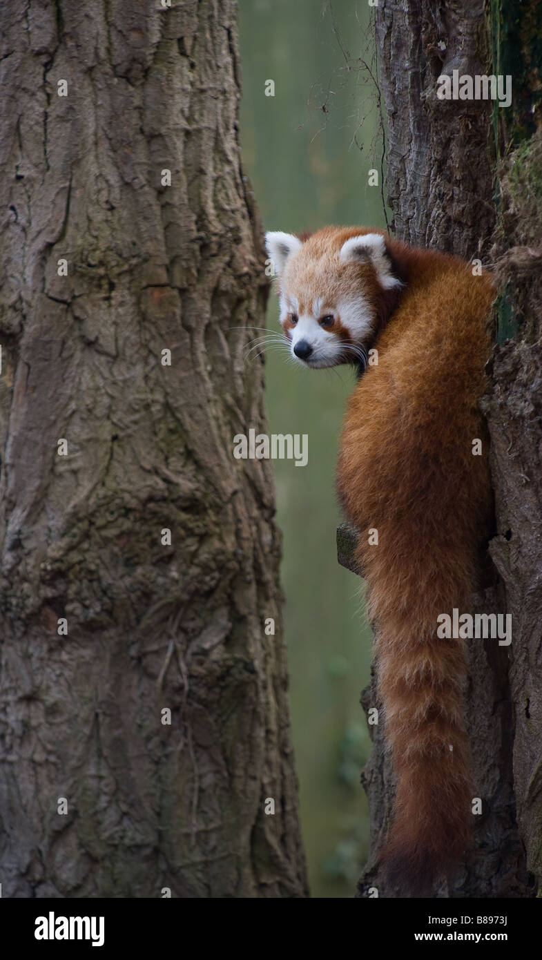 Captive red panda in chester zoo Stock Photo - Alamy