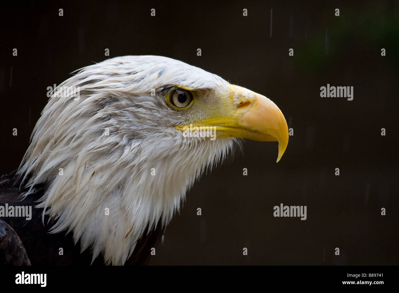 Bald eagle birds prey hi-res stock photography and images - Alamy