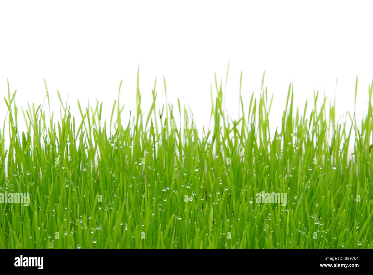 Grass 03 hi-res stock photography and images - Alamy