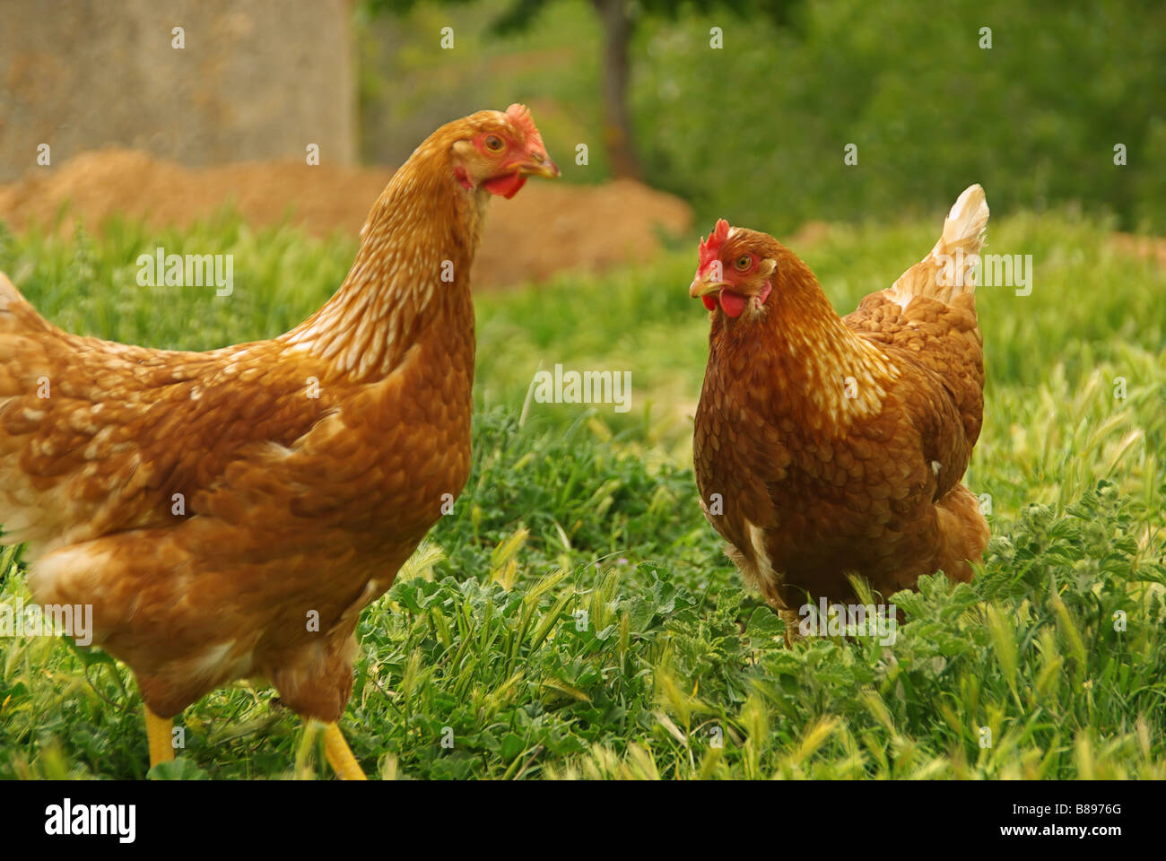 Huhn chicken 07 Stock Photo - Alamy