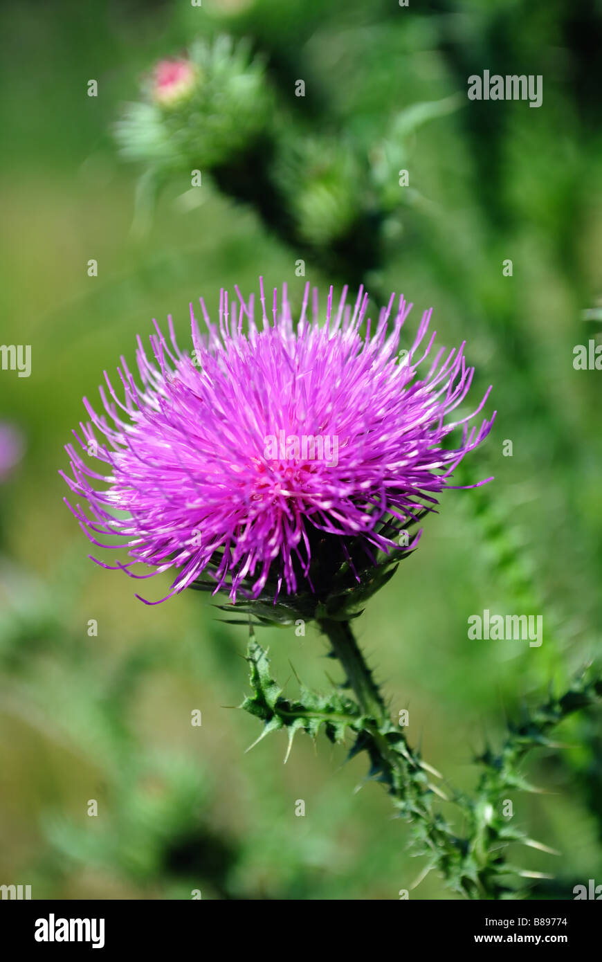 Invasive thistle species hi-res stock photography and images - Alamy