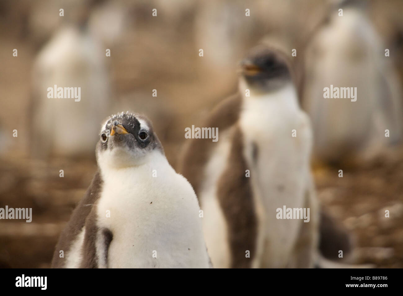 Little penguin chick hi-res stock photography and images - Alamy