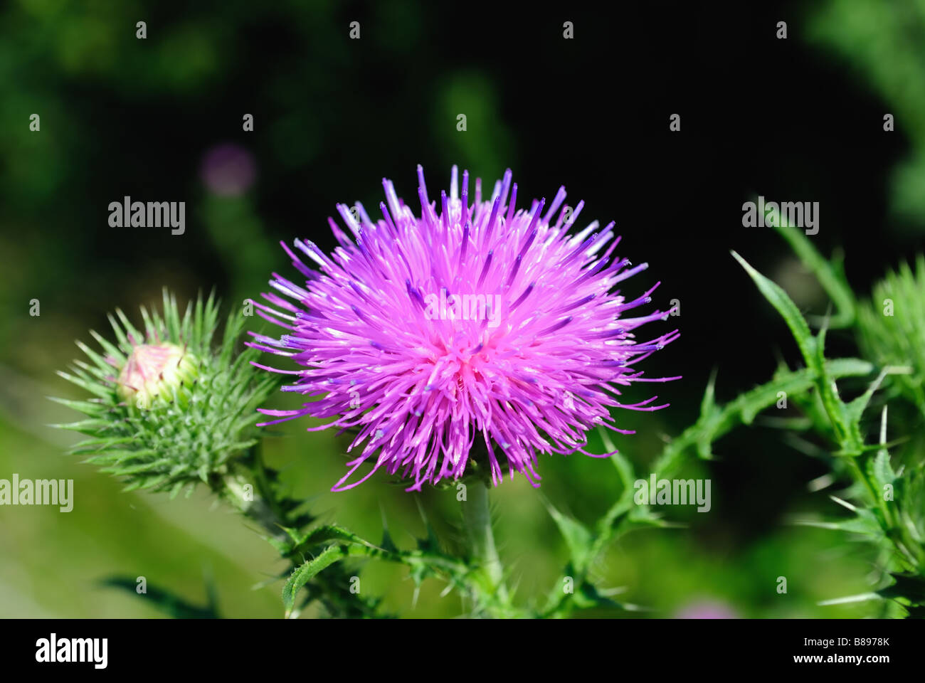 Invasive thistle species hi-res stock photography and images - Alamy