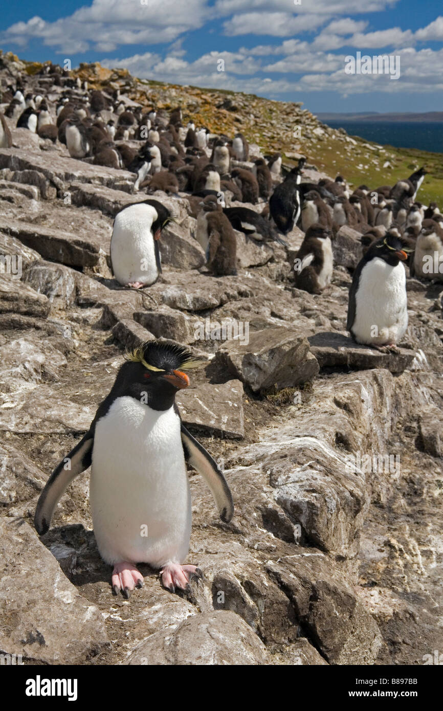 Rockhopper Penguin colony, (Eudyptes chrysocome chrysocome) on The ...