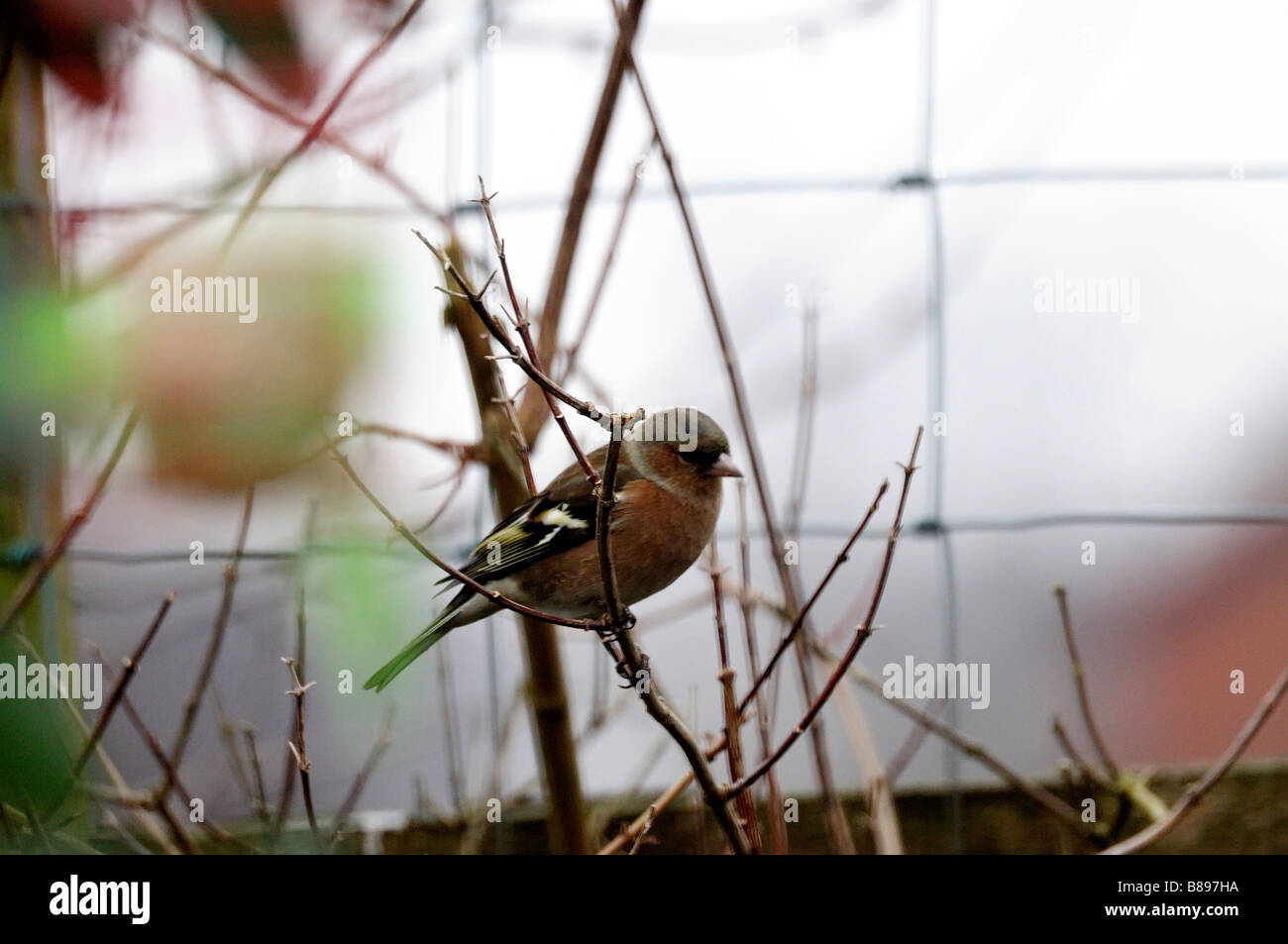 Second commonest bird hi-res stock photography and images - Alamy