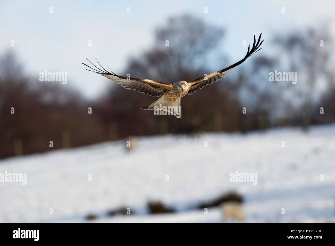 Red kite in snowy hi-res stock photography and images - Alamy