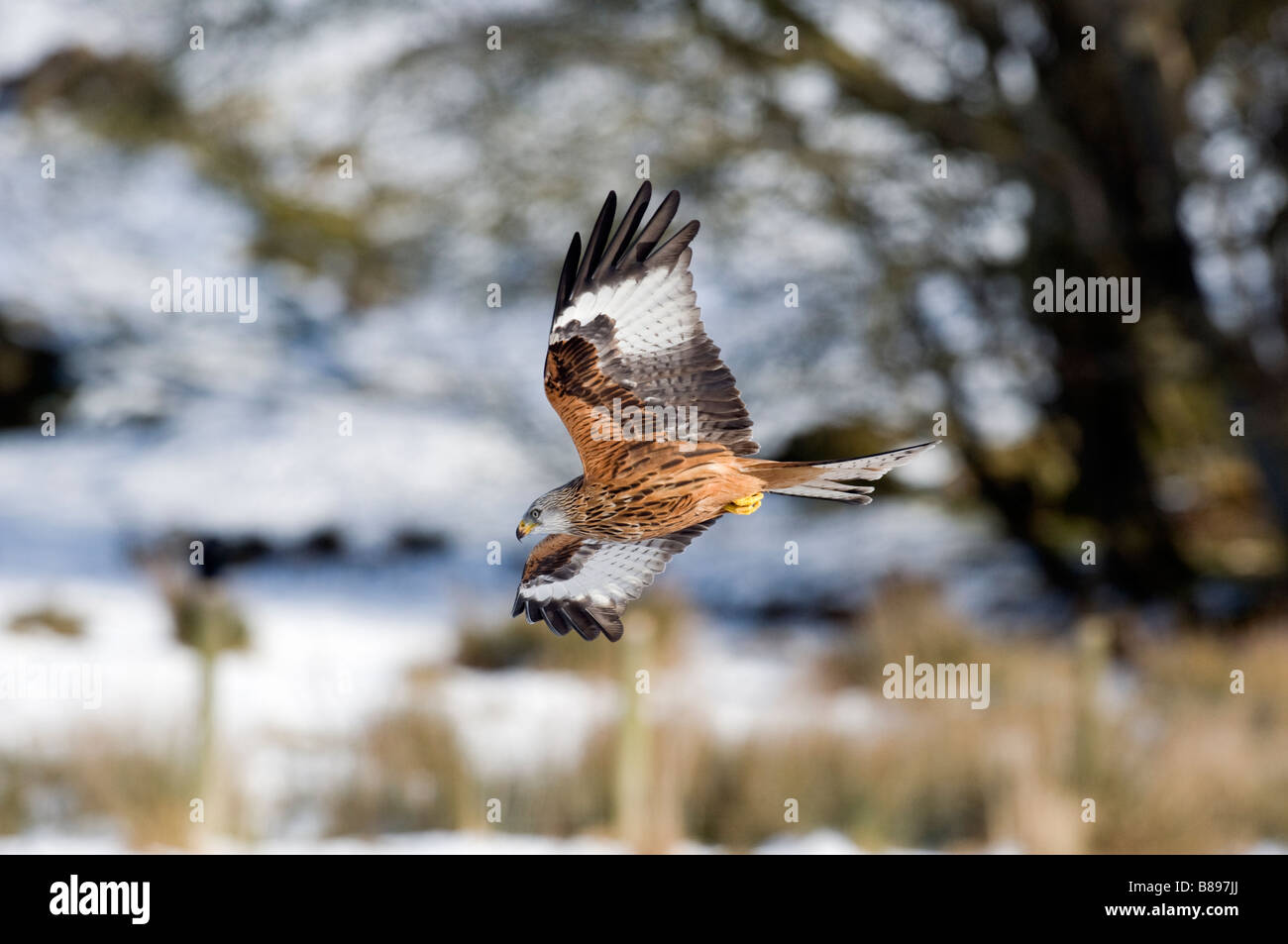 Flying sideways hi-res stock photography and images - Alamy