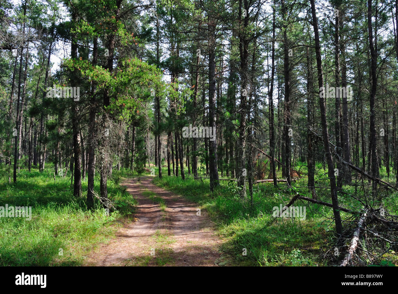 Jack pine forest hi-res stock photography and images - Alamy