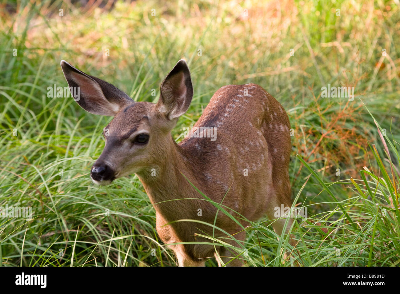 Mule deer with fawn hi-res stock photography and images - Alamy