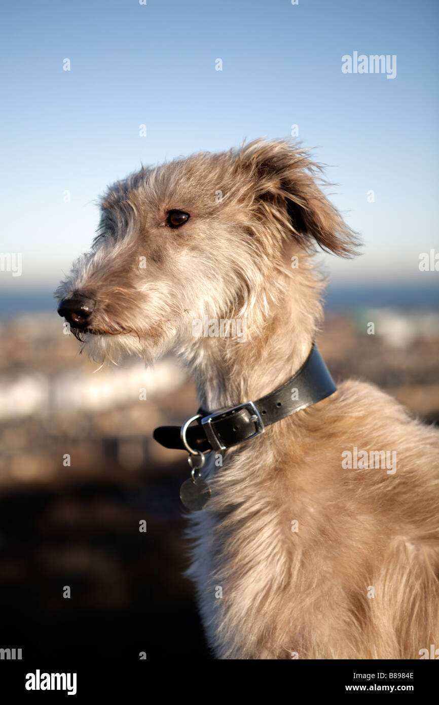 The noble hound hi-res stock photography and images - Alamy