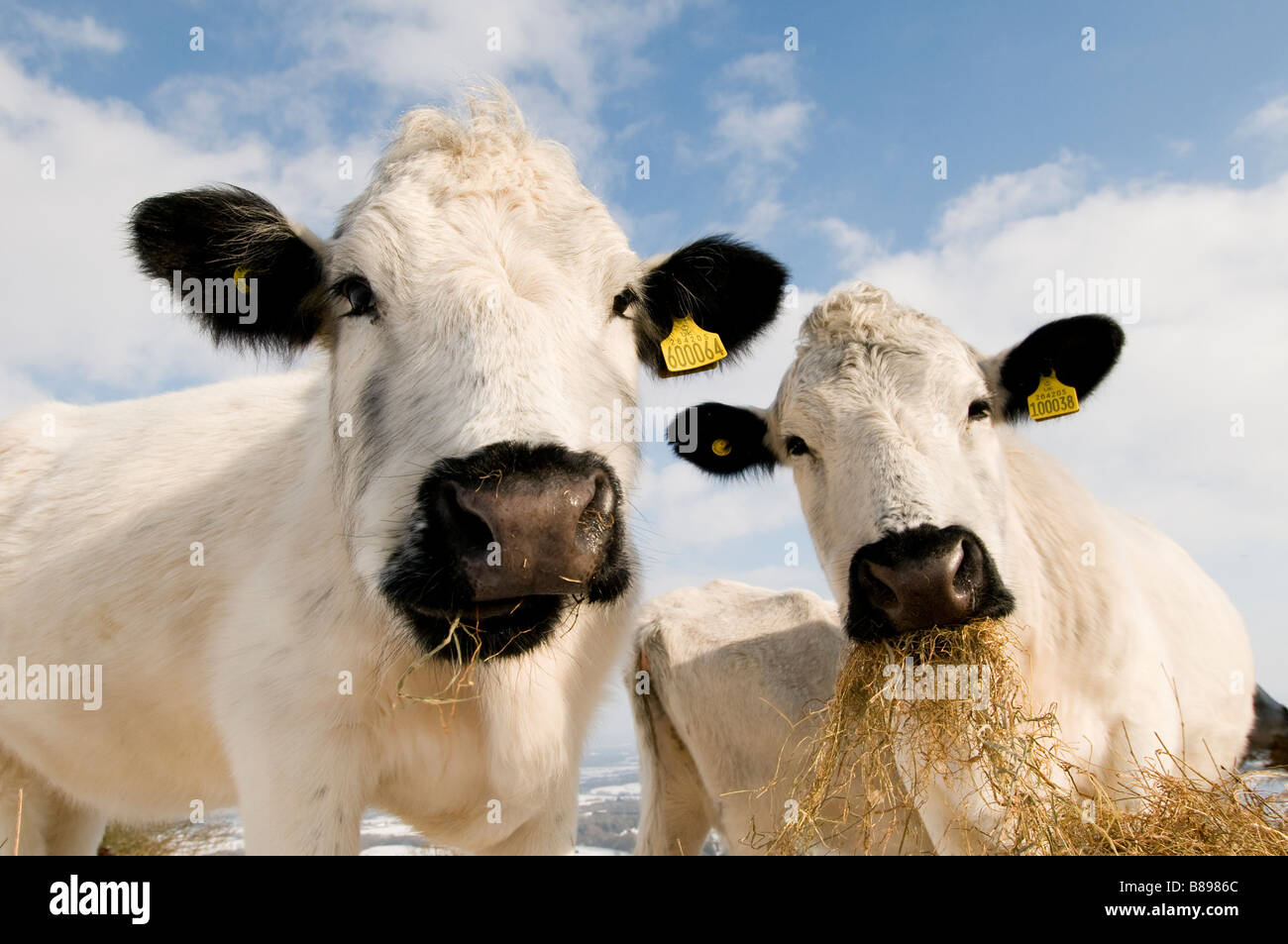 British white cattle hi-res stock photography and images - Alamy